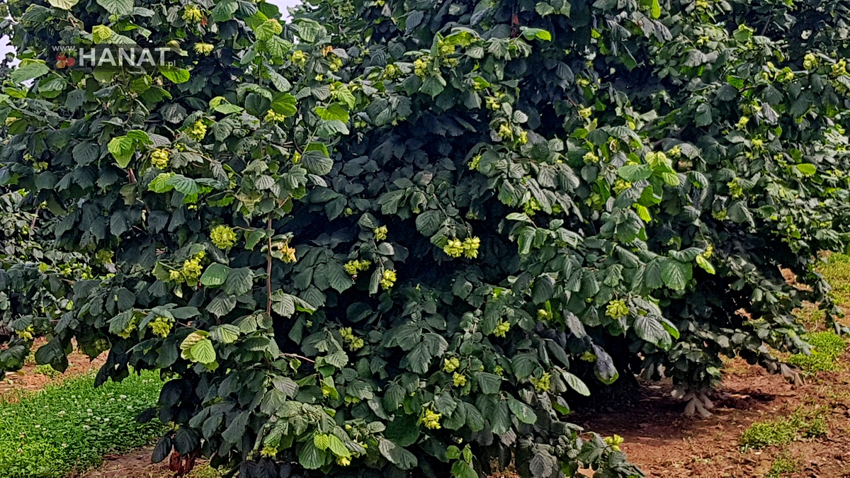 Jak ciąć, odmładzać stary 32 letni sad leszczynowy? - hanat.pl