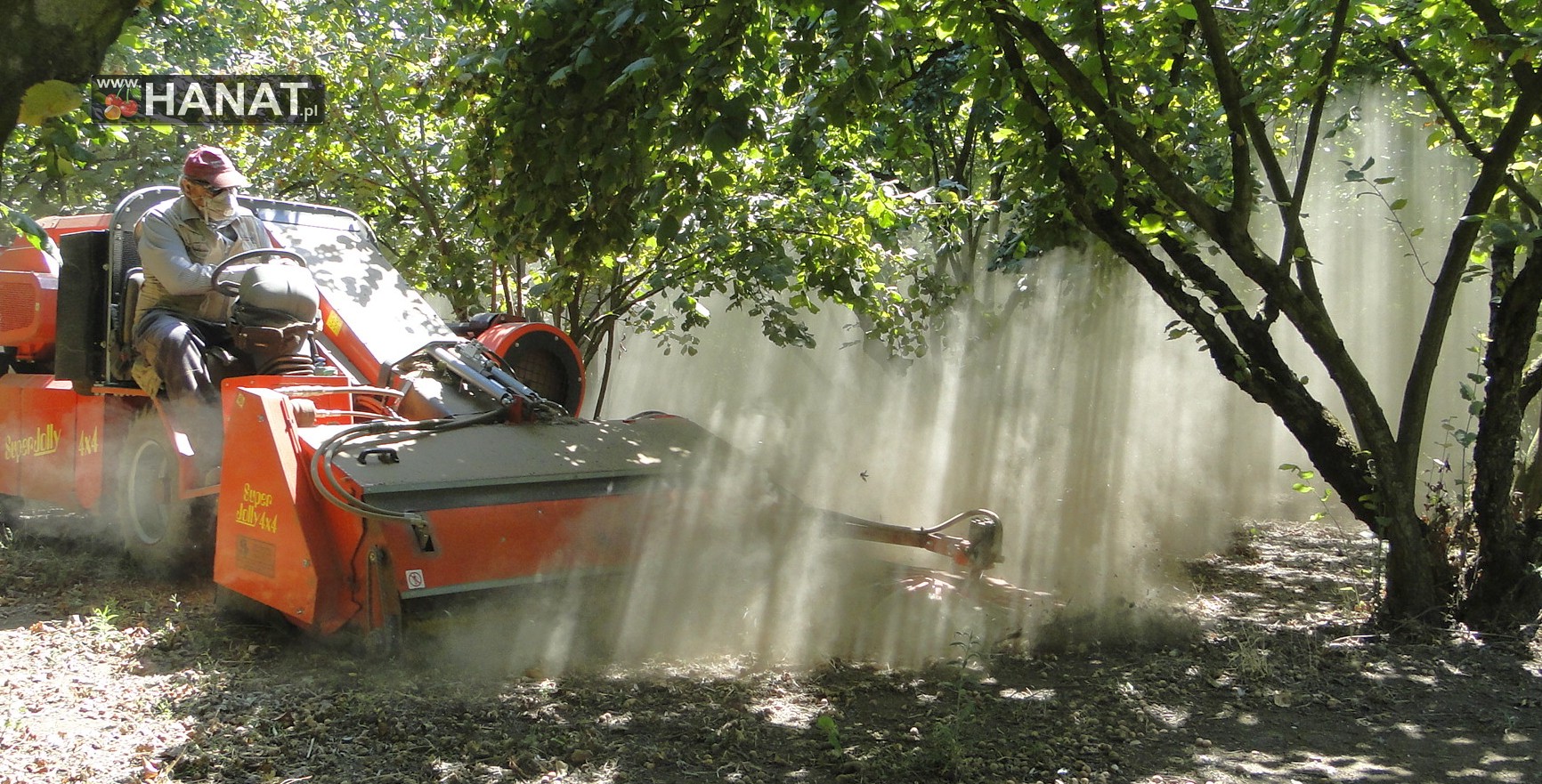 Kombajn samojezdny Jolly 4x4 zbiera orzechy, plantacja Włochy - Lazio ...