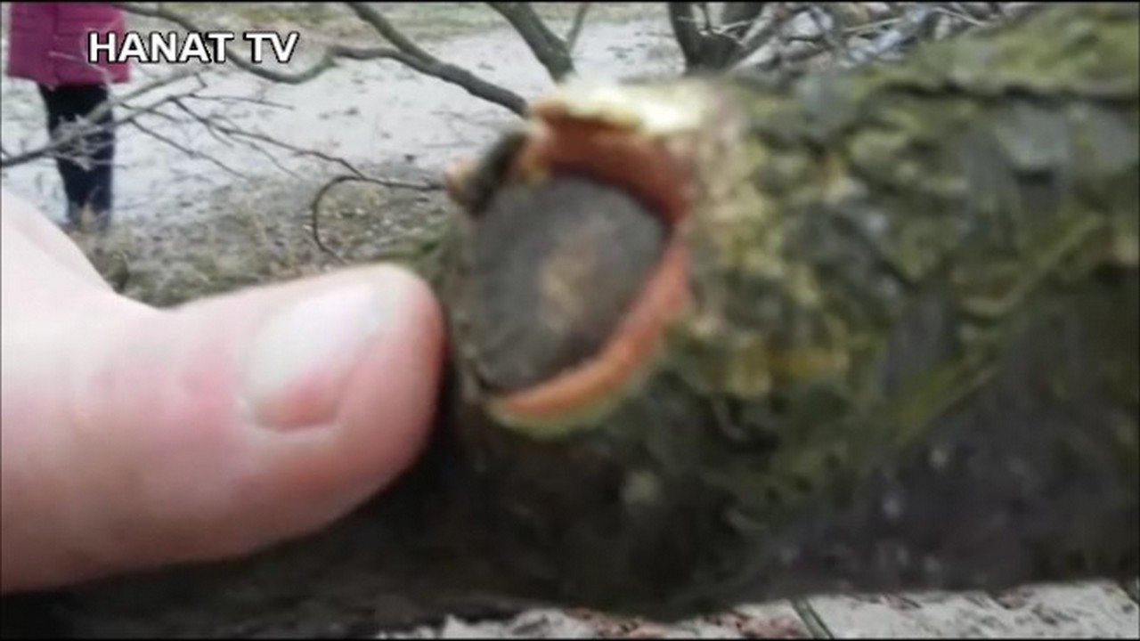 Cięcie odmładzające orzecha laskowego w praktyce. Pokaz - hanat.pl